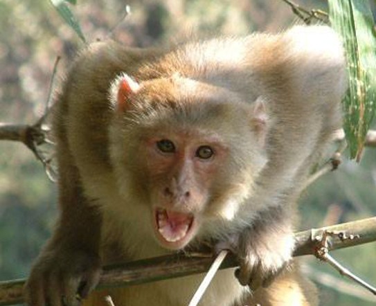 Centre declares #monkeys vermin in #Himachal - Sun Post