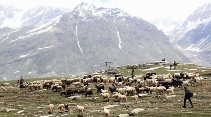 Himachal plans to improve Gaddi sheep - Sun Post