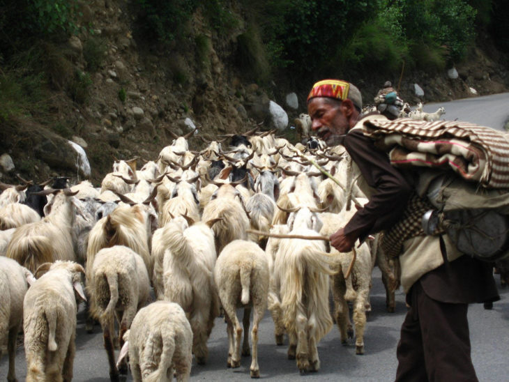Nomadic shepherds in Chamba moving smoothly - Sun Post