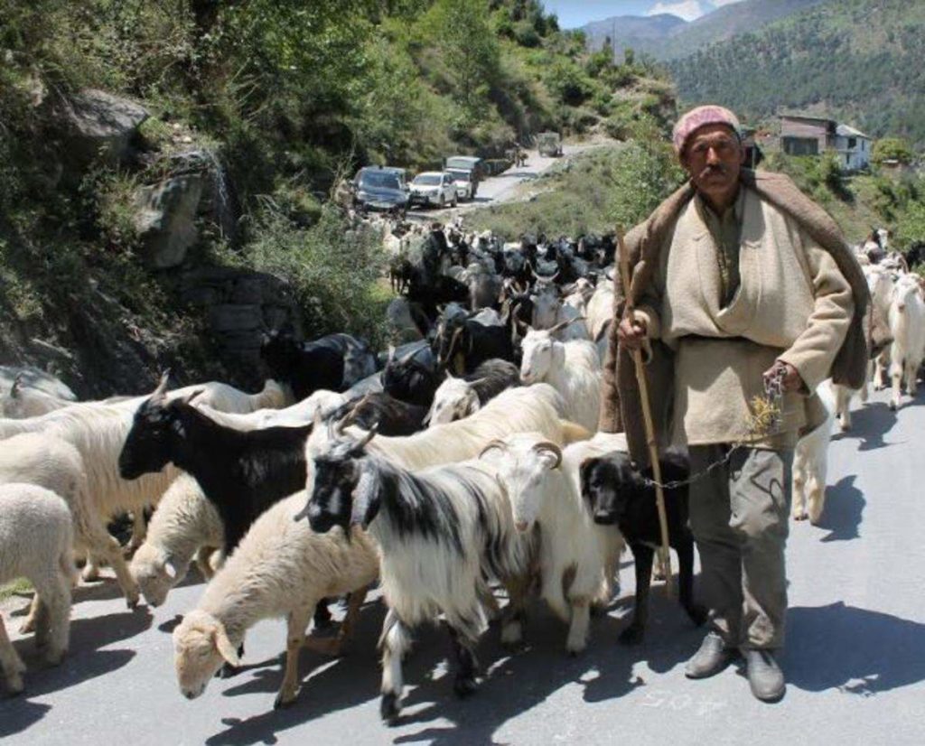 Nomadic shepherds in Chamba moving smoothly - Sun Post